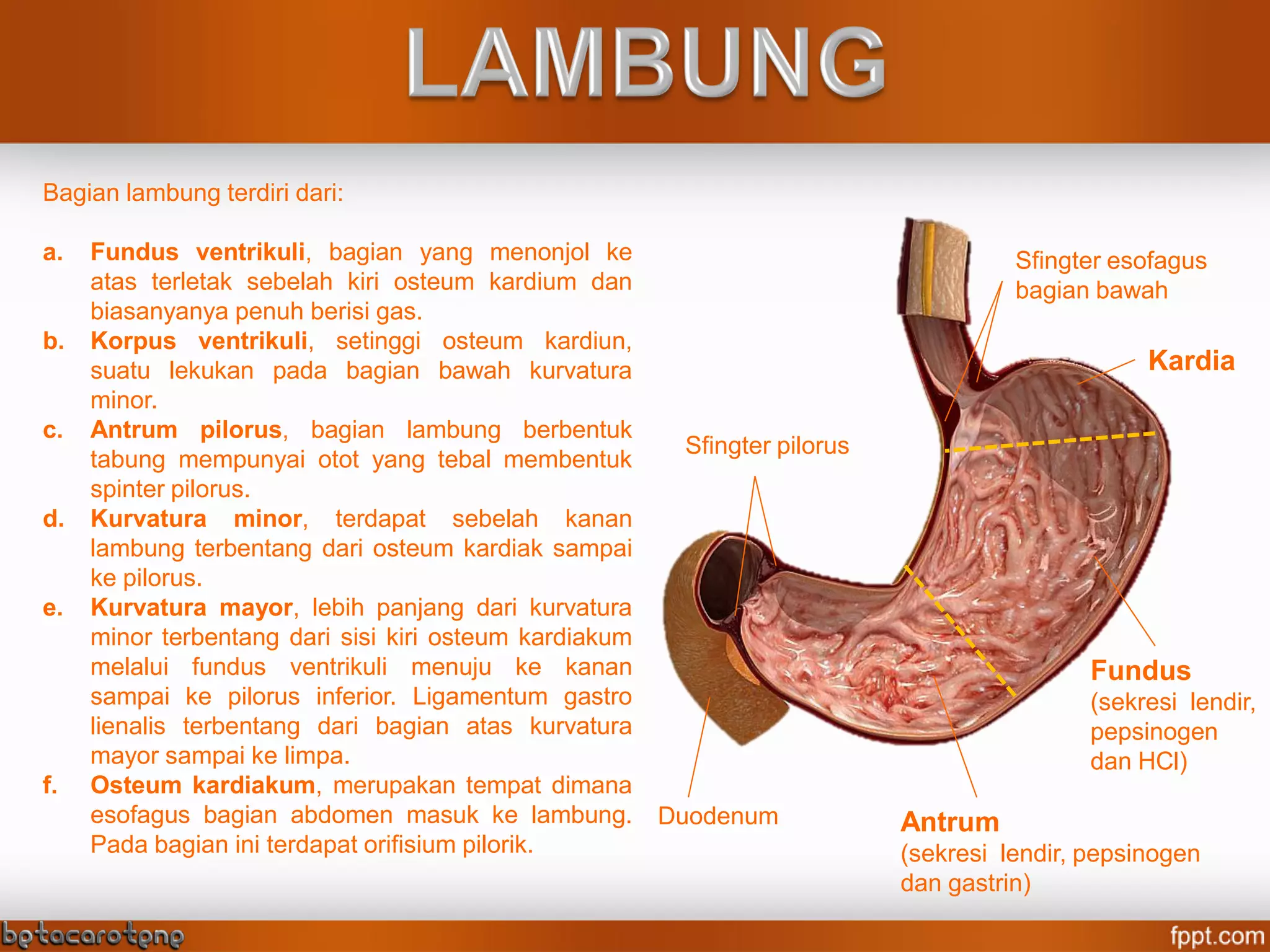 SISTEM PENCERNAAN MAKANAN | PDF