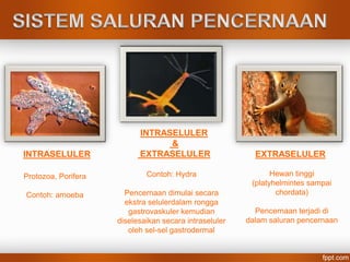 SISTEM PENCERNAAN MAKANAN | PDF
