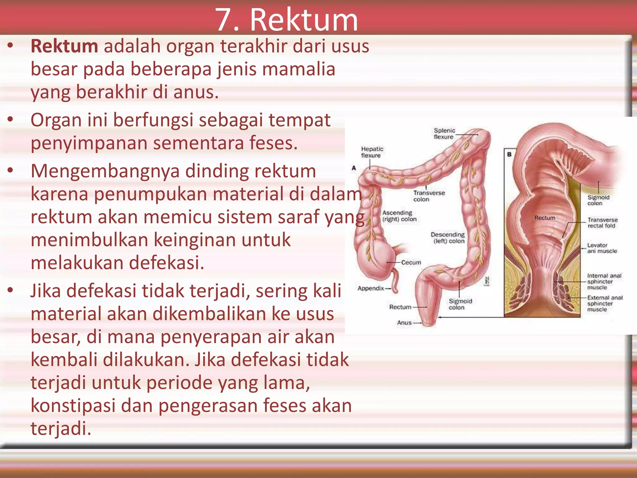Sistem pencernaan makanan | PPTX