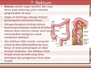 Sistem pencernaan makanan | PPTX