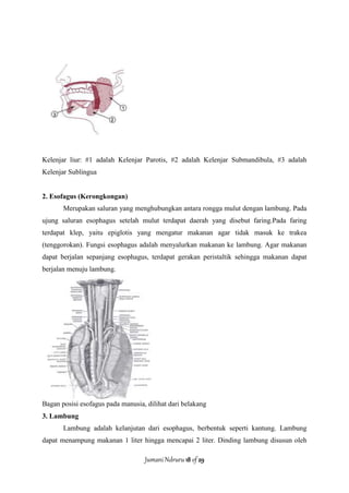 Sistem_Pencernaan_Makanan.docx