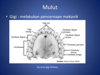 Sistem pencernaan manusia | PPTX