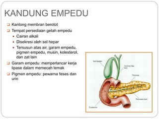 Sistem Pencernaan Makanan pada Manusia | BIOLOGI | PPTX