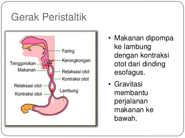 Sistem Pencernaan Makanan pada Manusia | BIOLOGI