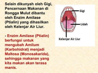 SISTEM PENCERNAAN MANUSIA.ppt