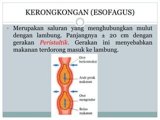SISTEM PENCERNAAN MANUSIA.pptx
