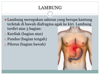 SISTEM PENCERNAAN MANUSIA.pptx