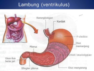 sistem pencernaan manusia.pptx