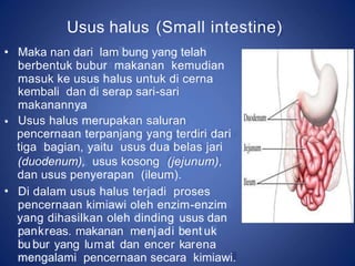 sistem pencernaan manusia.pptx