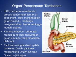 sistem pencernaan manusia.pptx