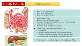 SISTEM PENCERNAAN MANUSIA.pptx