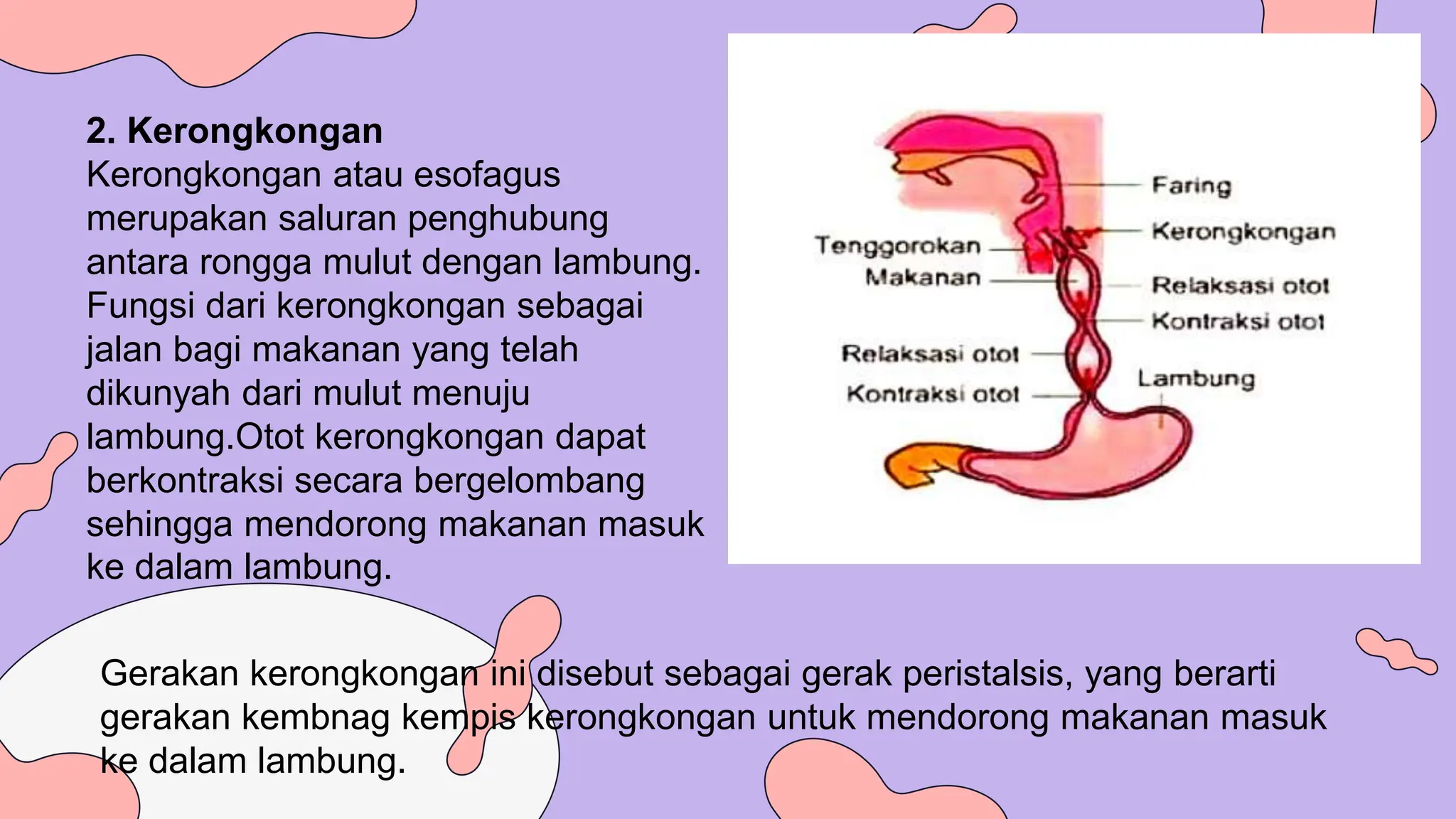 sistem pencernaan manusia biologi kelas 12 MIPA.pptx
