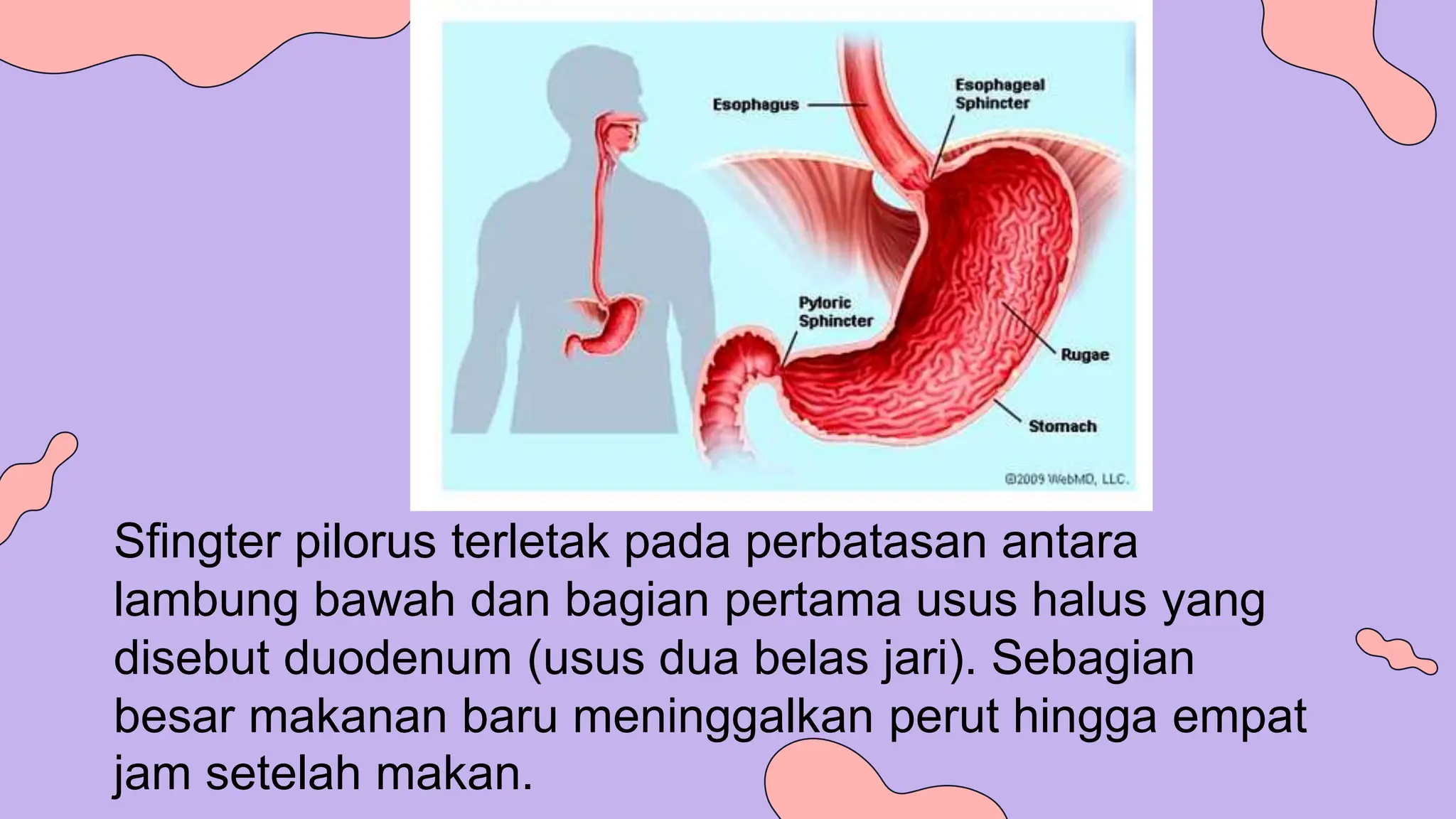 sistem pencernaan manusia biologi kelas 12 MIPA.pptx