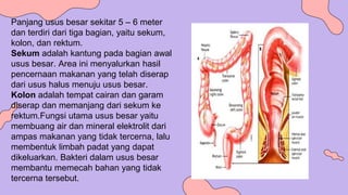 sistem pencernaan manusia biologi kelas 12 MIPA.pptx