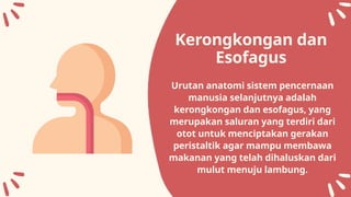 Sistem Pencernaan Manusia_Kelas 5_2.pptx
