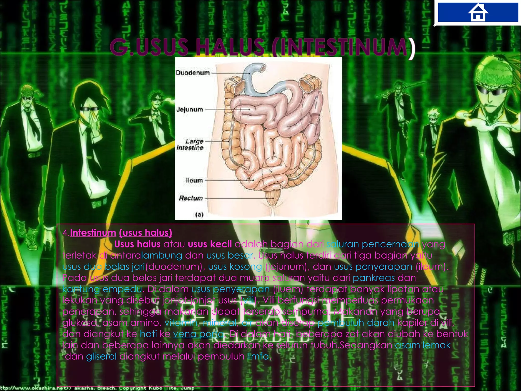 Sistem pencernaan manusia keren | PPT