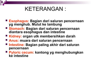 SISTEM PENCERNAAN Pada Ikan Pelagis dan demersal.ppt