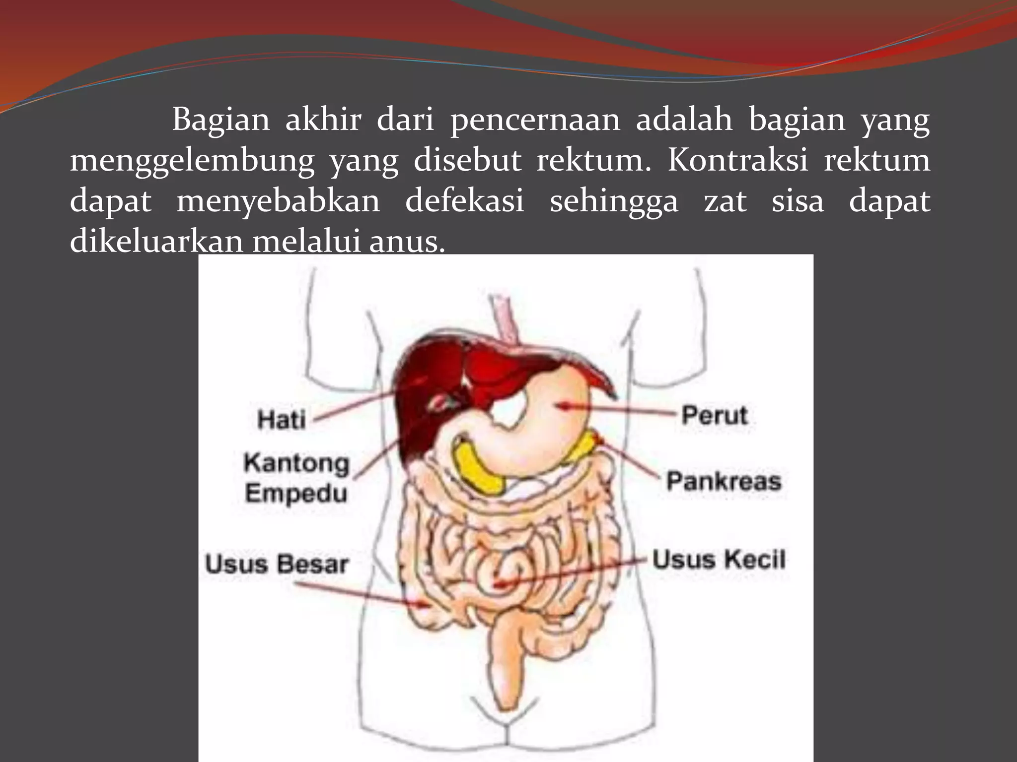 ppt Sistem pencernaan | PPTX