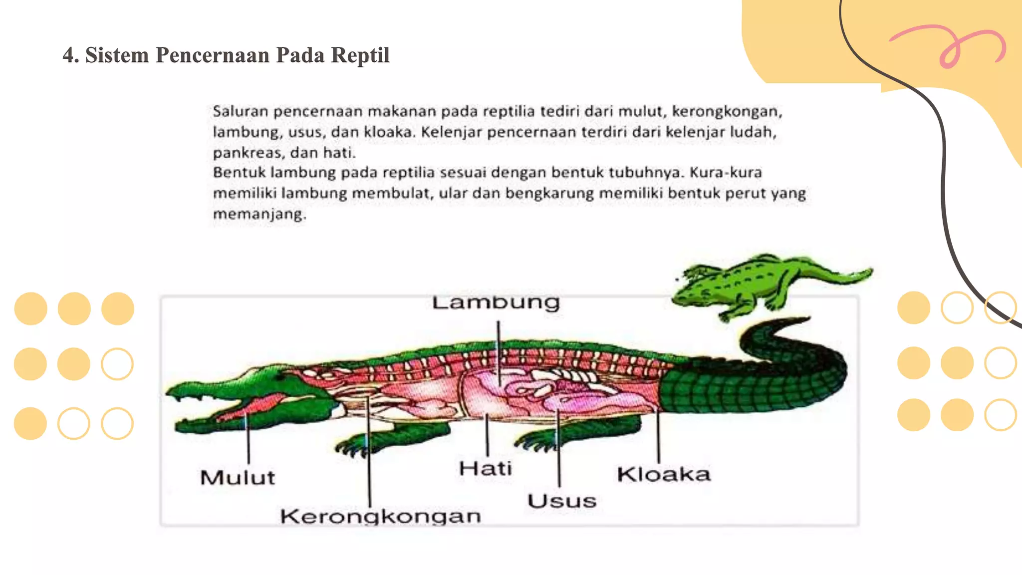 Sistem pencernaan pada hewan vertebrata | PPTX