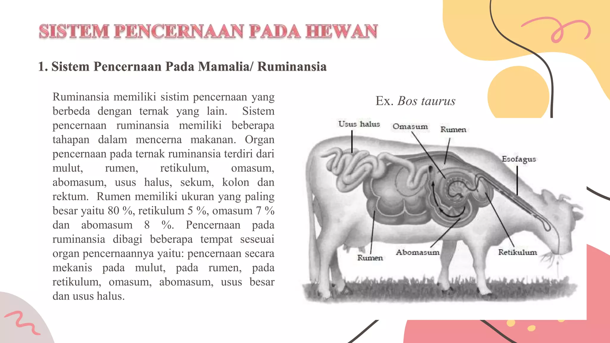 Sistem pencernaan pada hewan vertebrata | PPTX