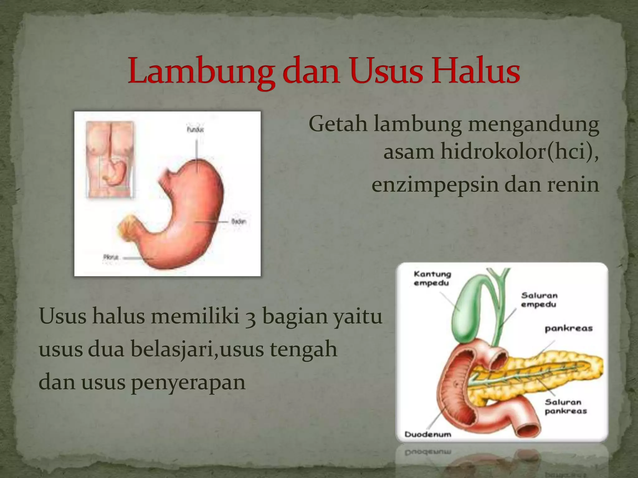 Sistem pencernaan pada manusia | PPTX