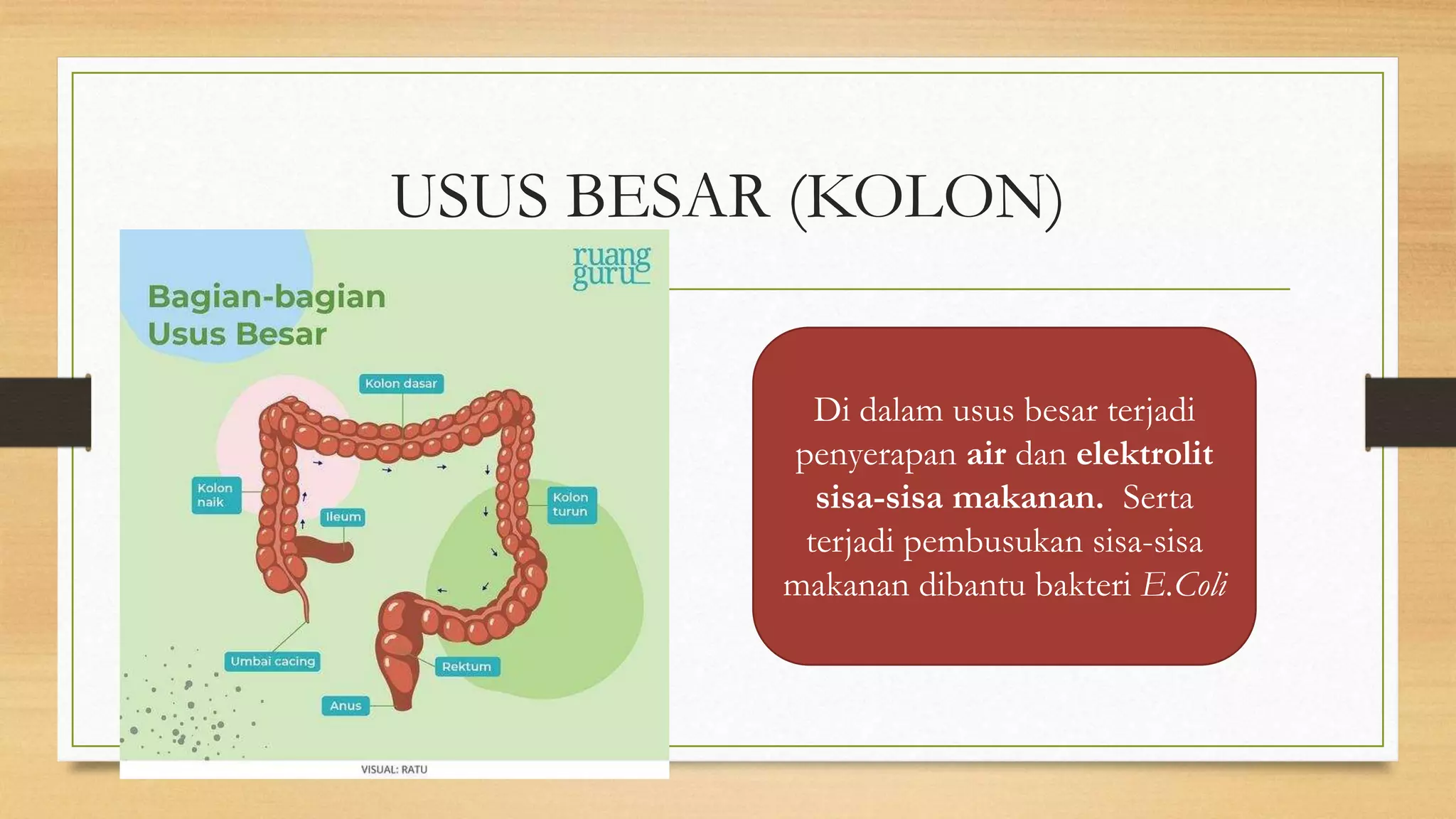 SISTEM PENCERNAAN PADA MANUSIA.pptx