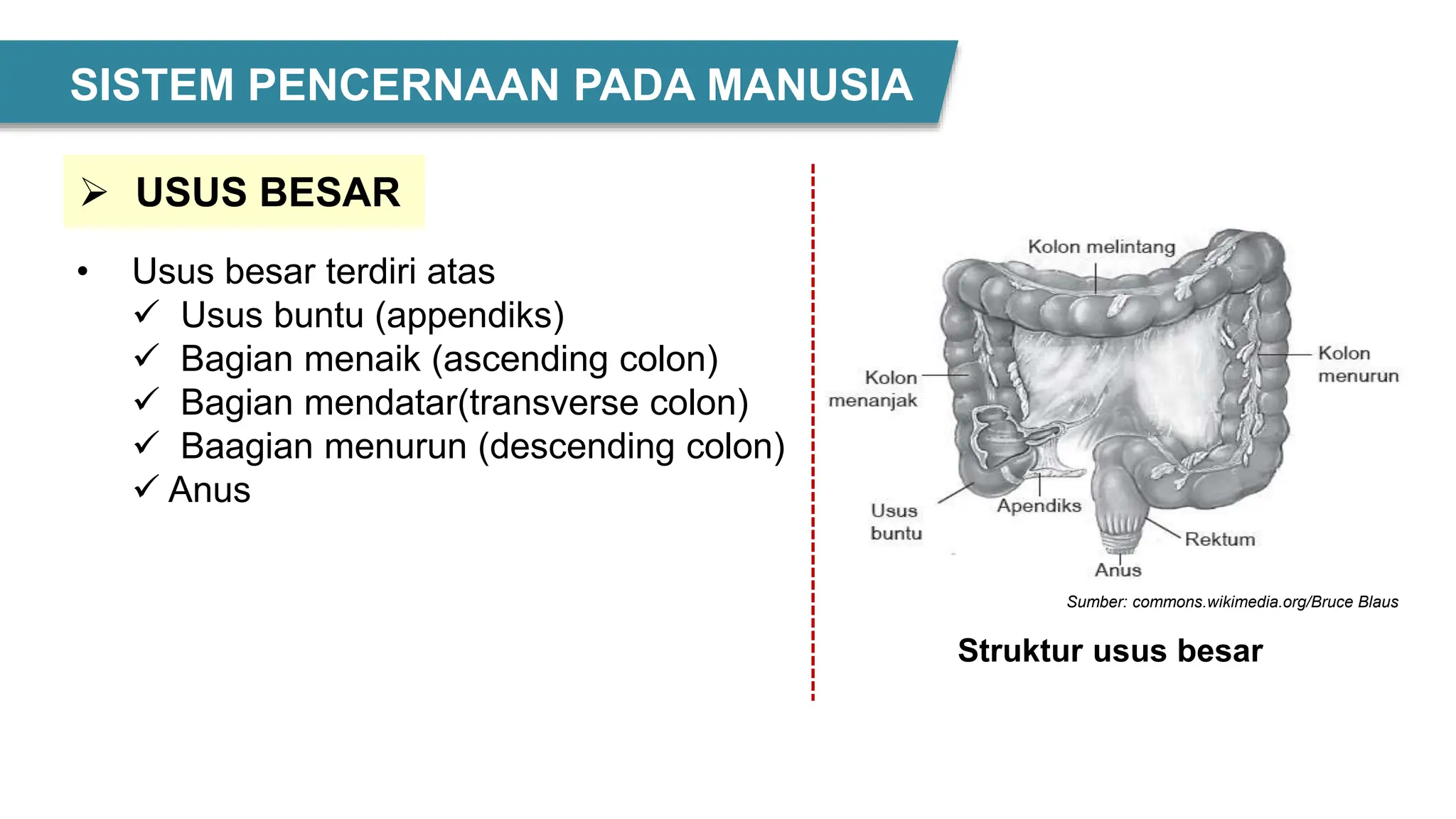 Sistem Pencernaan Pada Manusia Kelas 8 SMP | PPTX