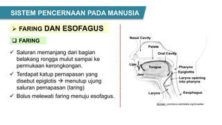 Sistem Pencernaan Pada Manusia Kelas 8 SMP | PPTX