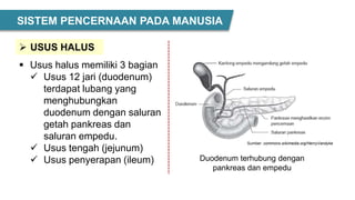 Sistem Pencernaan Pada Manusia Kelas 8 SMP | PPTX