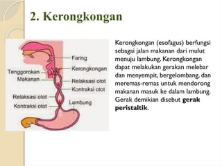 SISTEM PENCERNAAN PADA MANUSIA.pptx KELAS 8 | PPTX