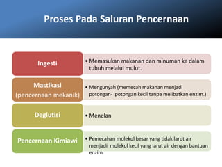 Pencernaan Pada Manusia jejsjsjsksksksksksks | PDF