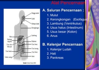 Sistem pencernaan pada manusia | PPTX
