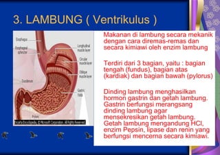 Sistem pencernaan pada manusia | PPTX