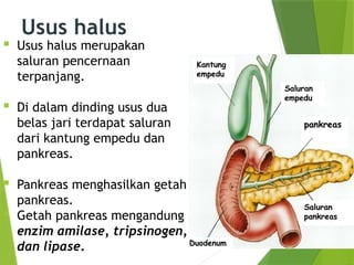 SISTEM PENCERNAAN PADA MANUSIA PART 2.pptx