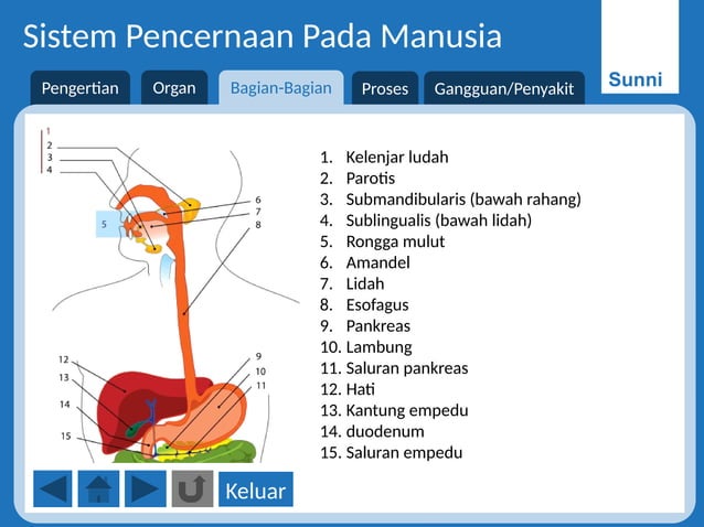 sistem pencernaan manusia beserta organ organnya | PPTX