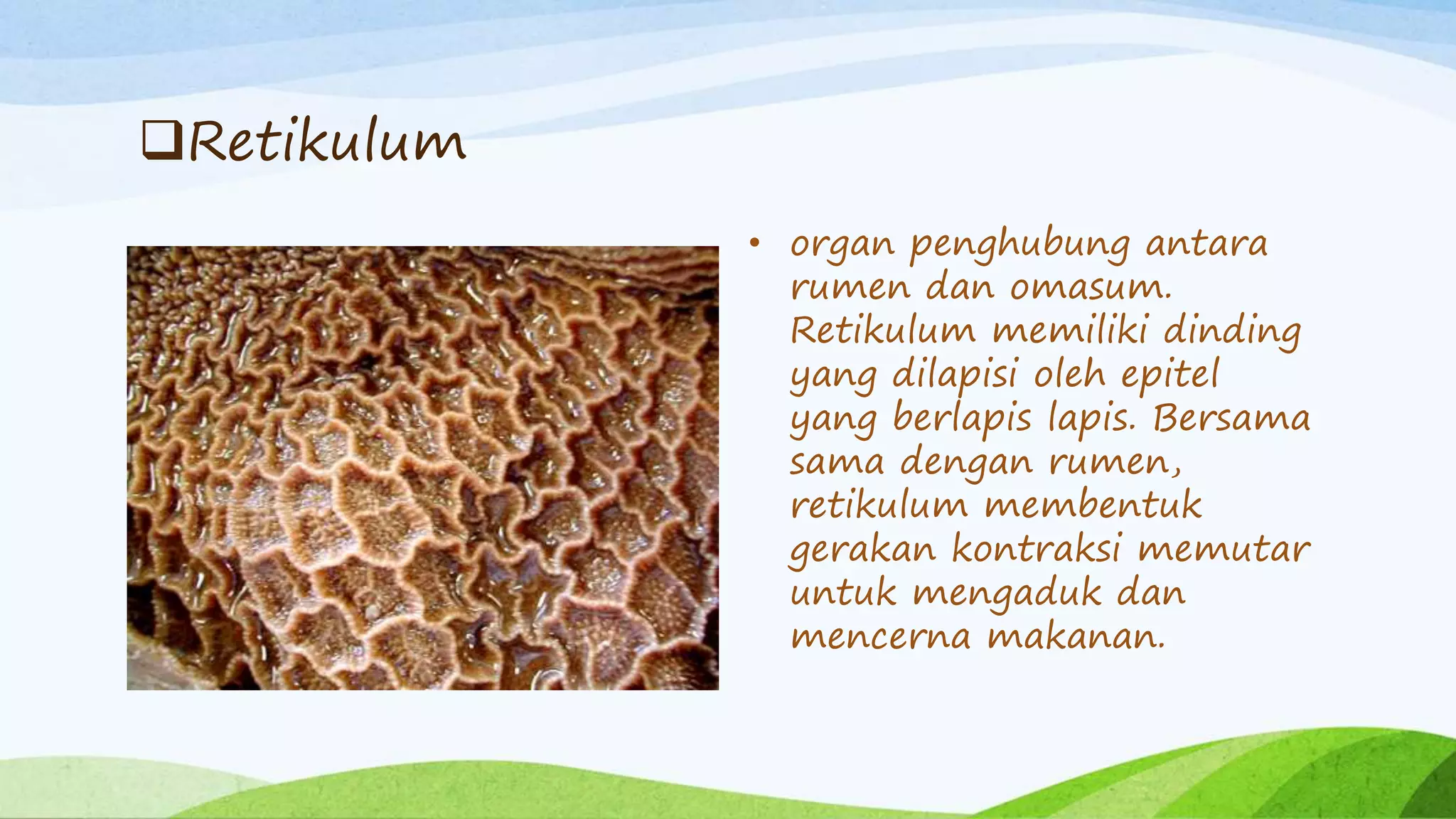 Sistem_Pencernaan_Ruminansia.pptx