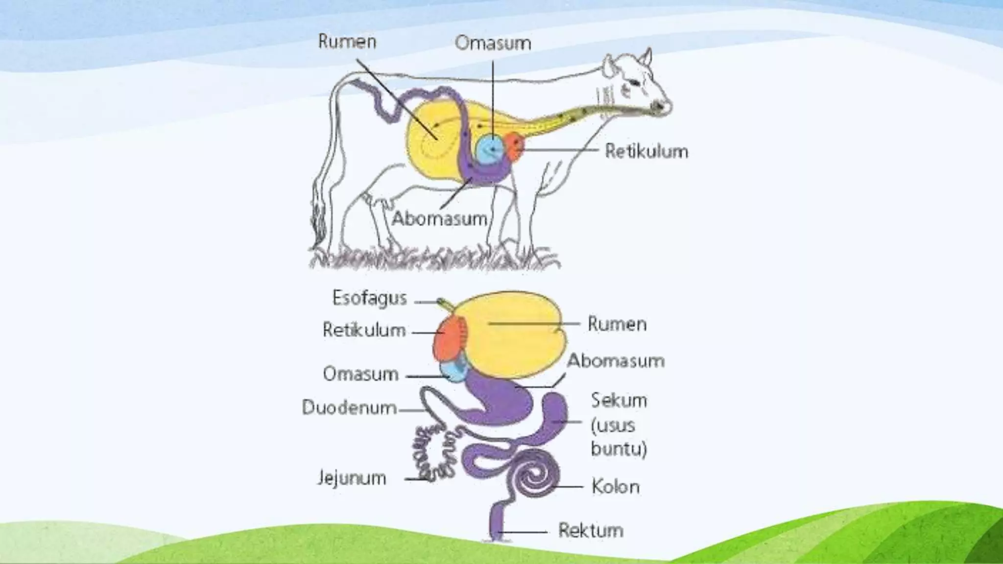 Sistem_Pencernaan_Ruminansia.pptx