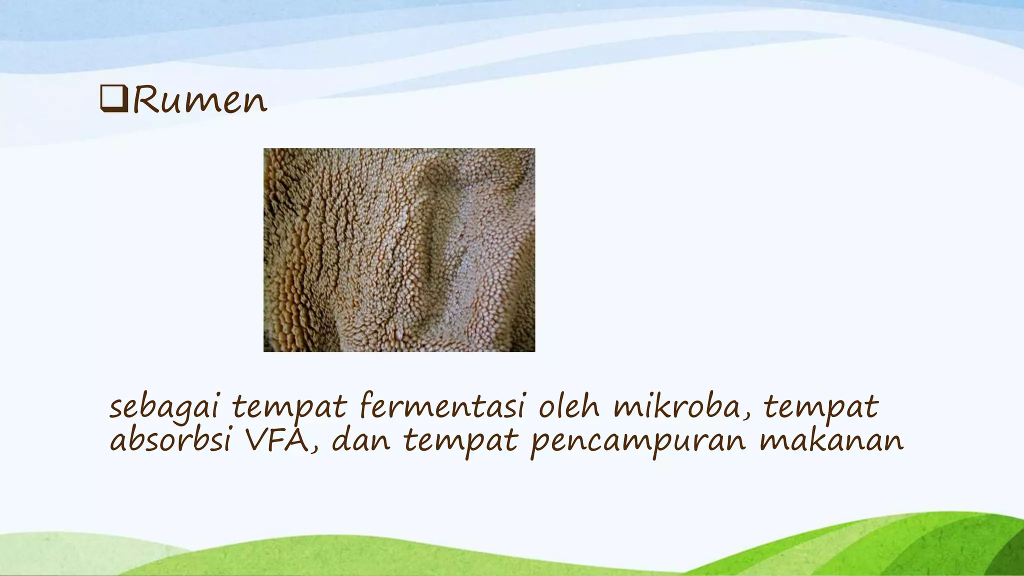 Sistem_Pencernaan_Ruminansia.pptx