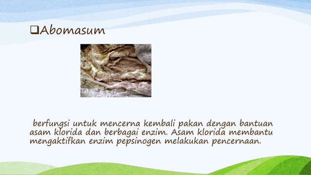 Sistem_Pencernaan_Ruminansia.pptx