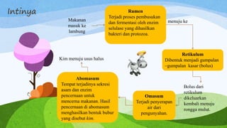 Sistem_Pencernaan_Ruminansia.pptx