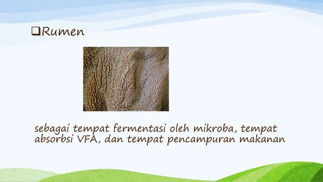 Sistem_Pencernaan_Ruminansia.pptx