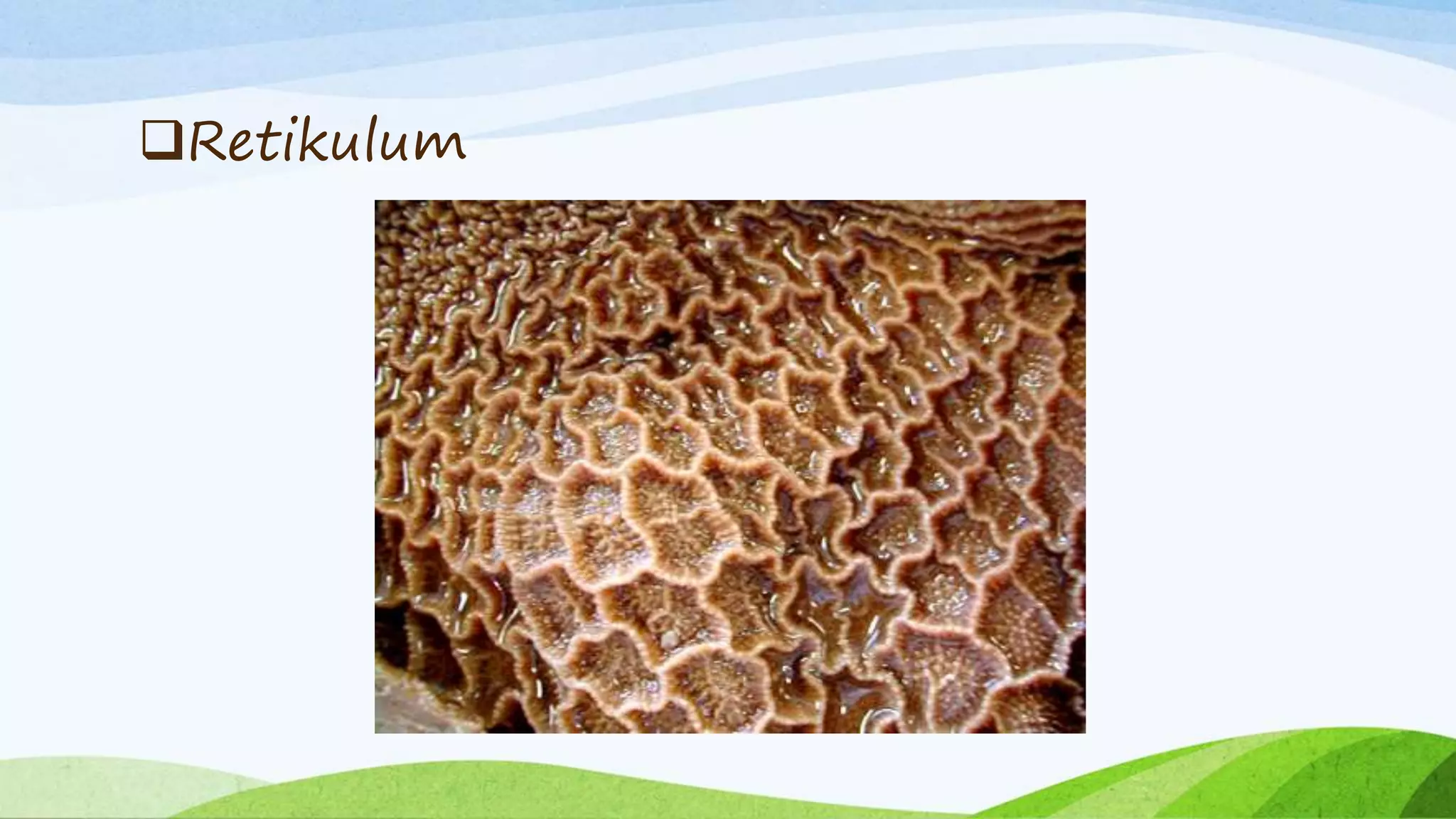 Sistem Pencernaan Ruminansia | PPTX