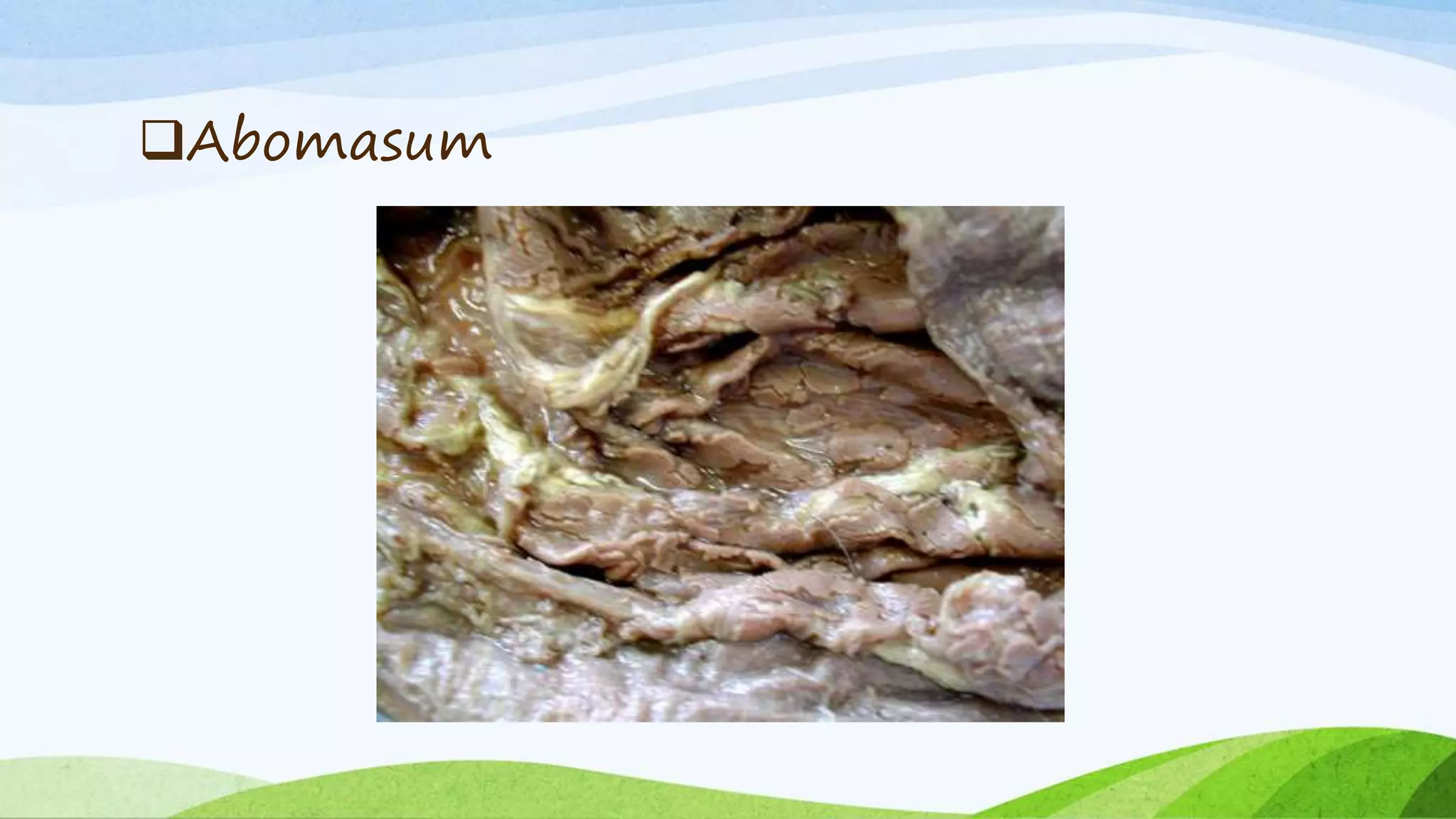 Sistem Pencernaan Ruminansia | PPTX