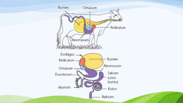 Sistem Pencernaan Ruminansia | PPTX