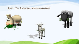 Sistem Pencernaan Ruminansia | PPTX