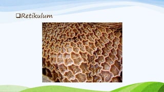 Sistem Pencernaan Ruminansia | PPTX