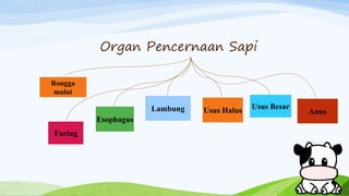 Sistem Pencernaan Ruminansia | PPTX