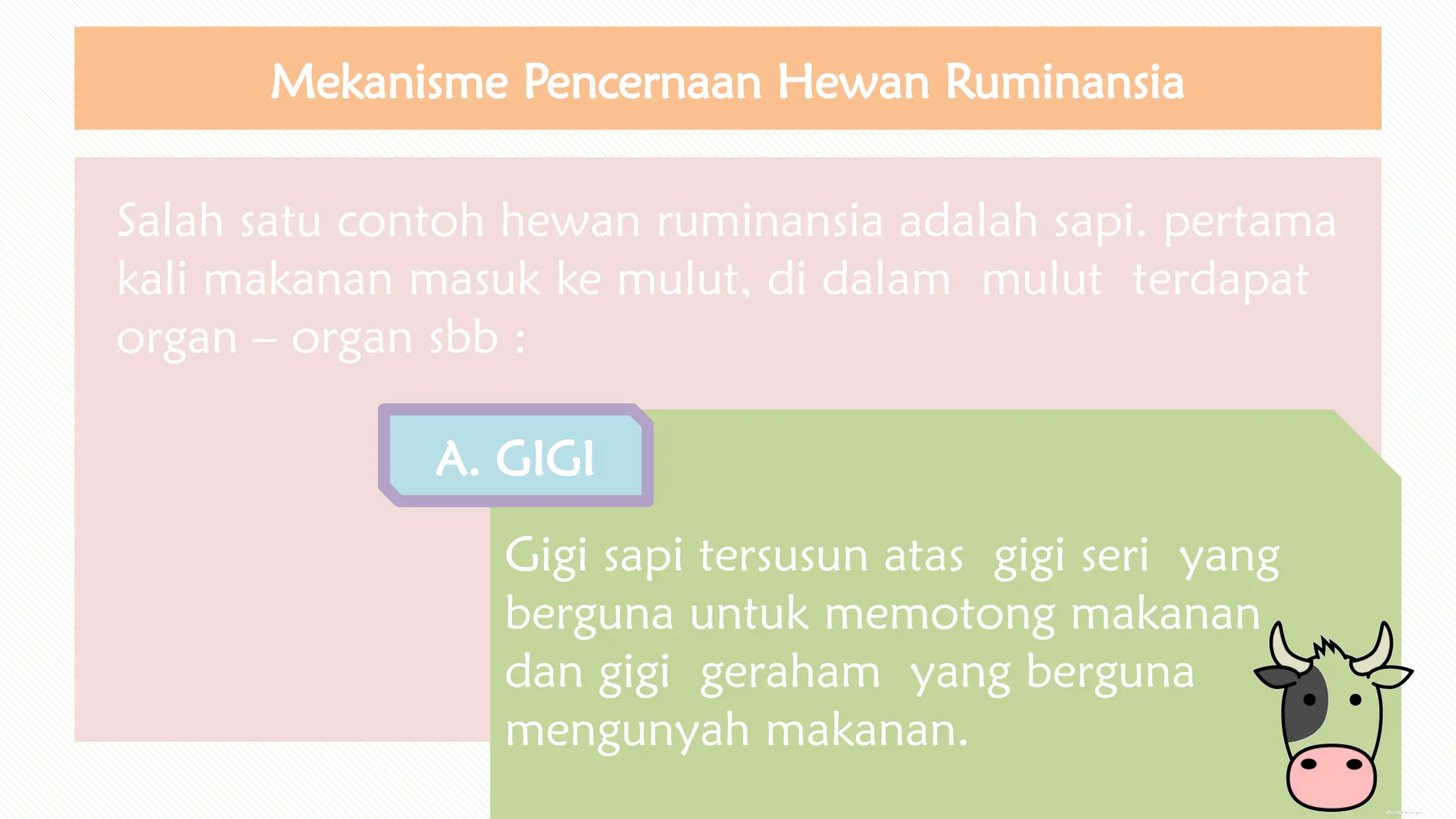 SISTEM PENCERNAAN pada ruminansia SAPI.pptx.ppt