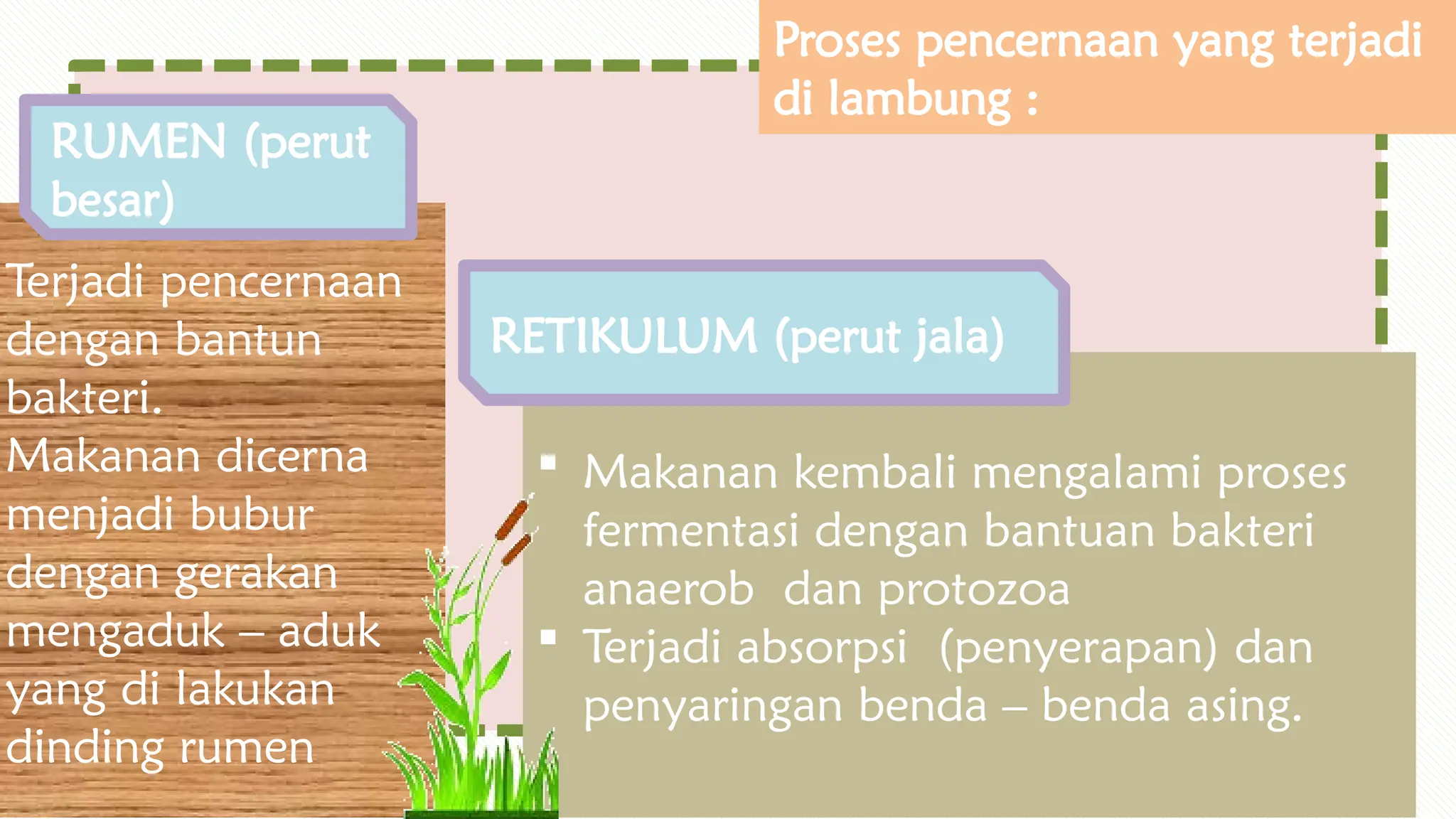 SISTEM PENCERNAAN pada ruminansia SAPI.pptx.ppt