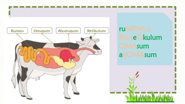 SISTEM PENCERNAAN pada ruminansia SAPI.pptx.ppt